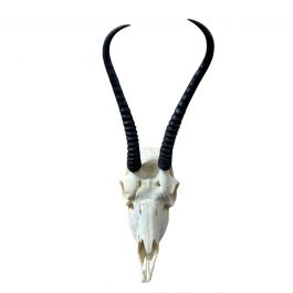 FEMALE SPRINGBOK SKULL