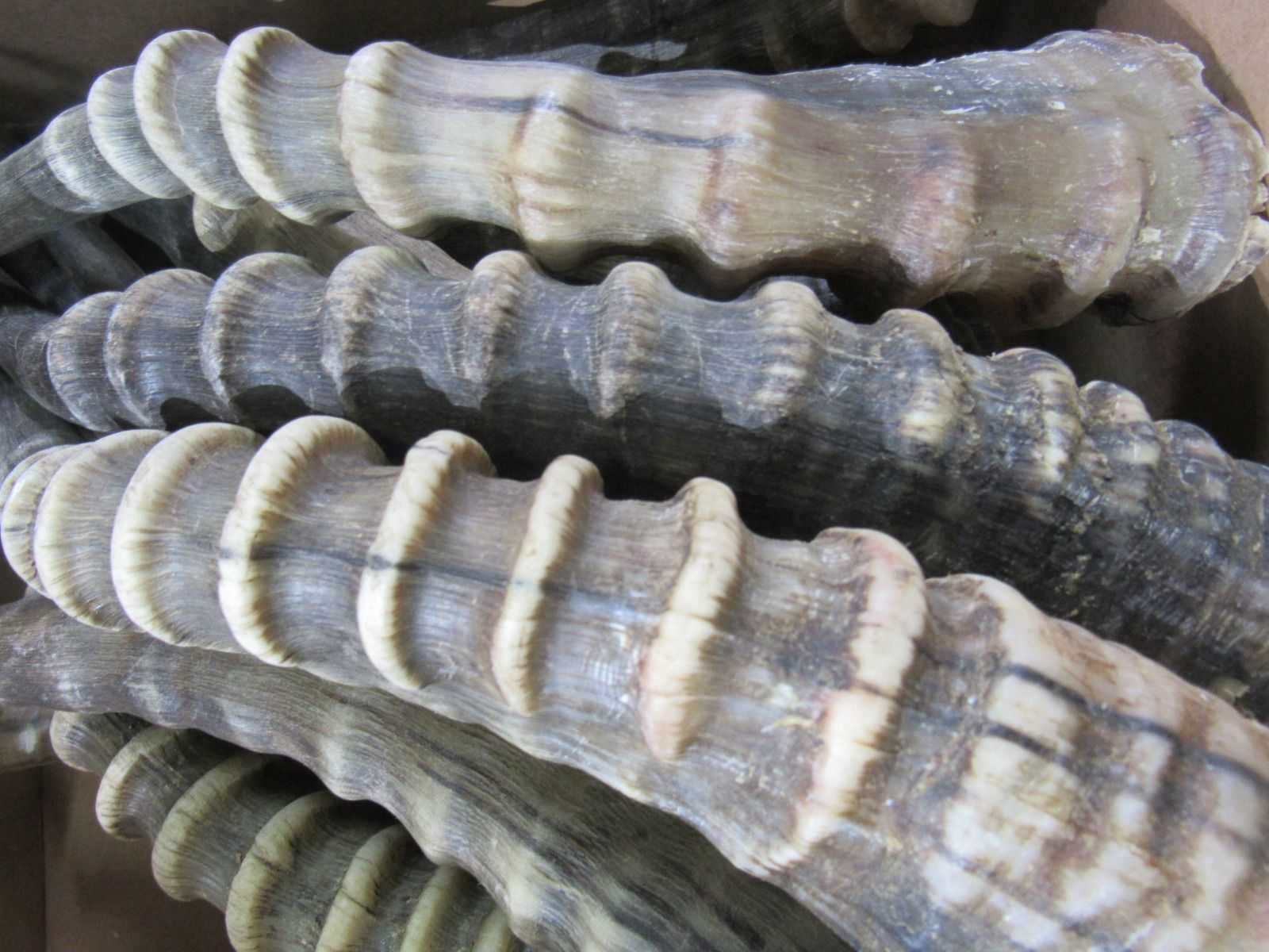 Kudu Horns